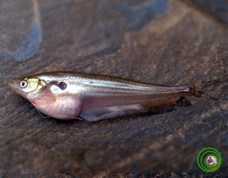 Bài ca dao: Cá lưỡi trâu sầu ai méo miệng | Ca dao Mẹ