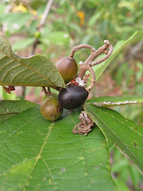 Ca dao tục ngữ về cò ke - Ca dao Mẹ